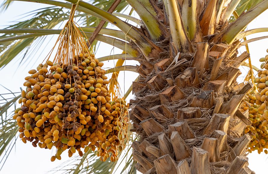 Olio vegetale di Dattero del deserto BIO - Aroma-Zone