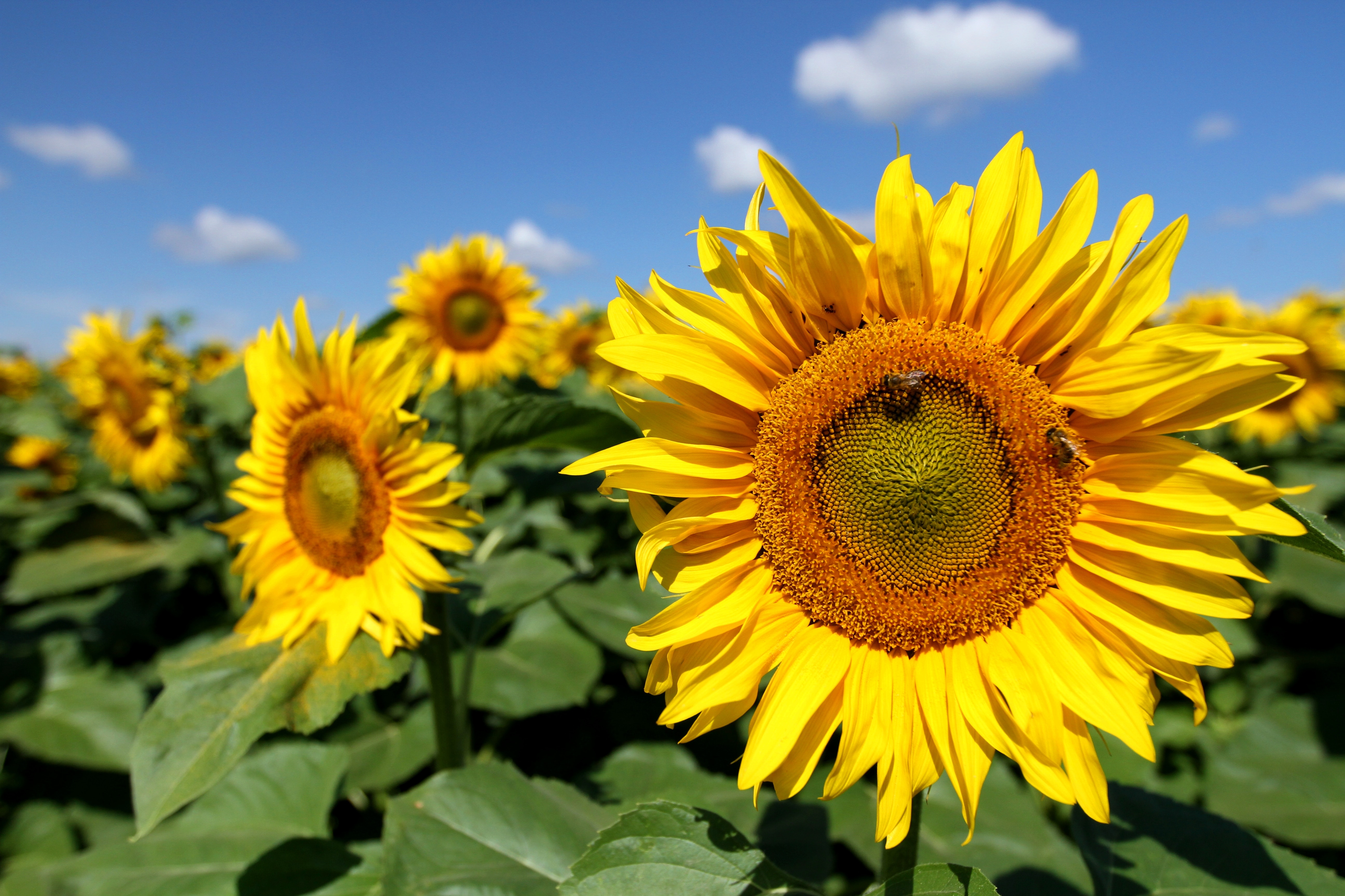 Huile de Tournesol : Bienfaits, conseils et précautions - Aroma-Zone