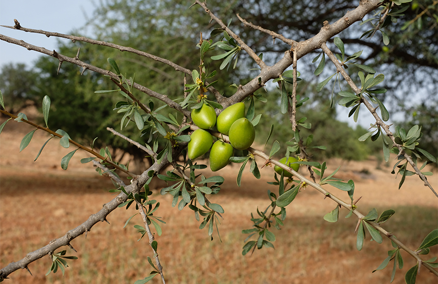 Huile visage BIO d'Argan du Maroc - protectrice - Aroma-Zone