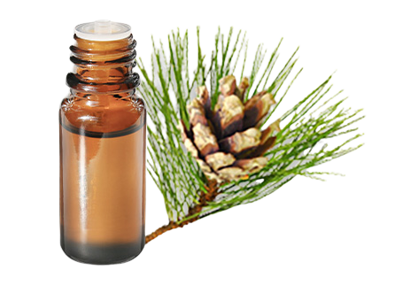 Huile essentielle de Pin sylvestre : propriétés et utilisations - Aroma ...