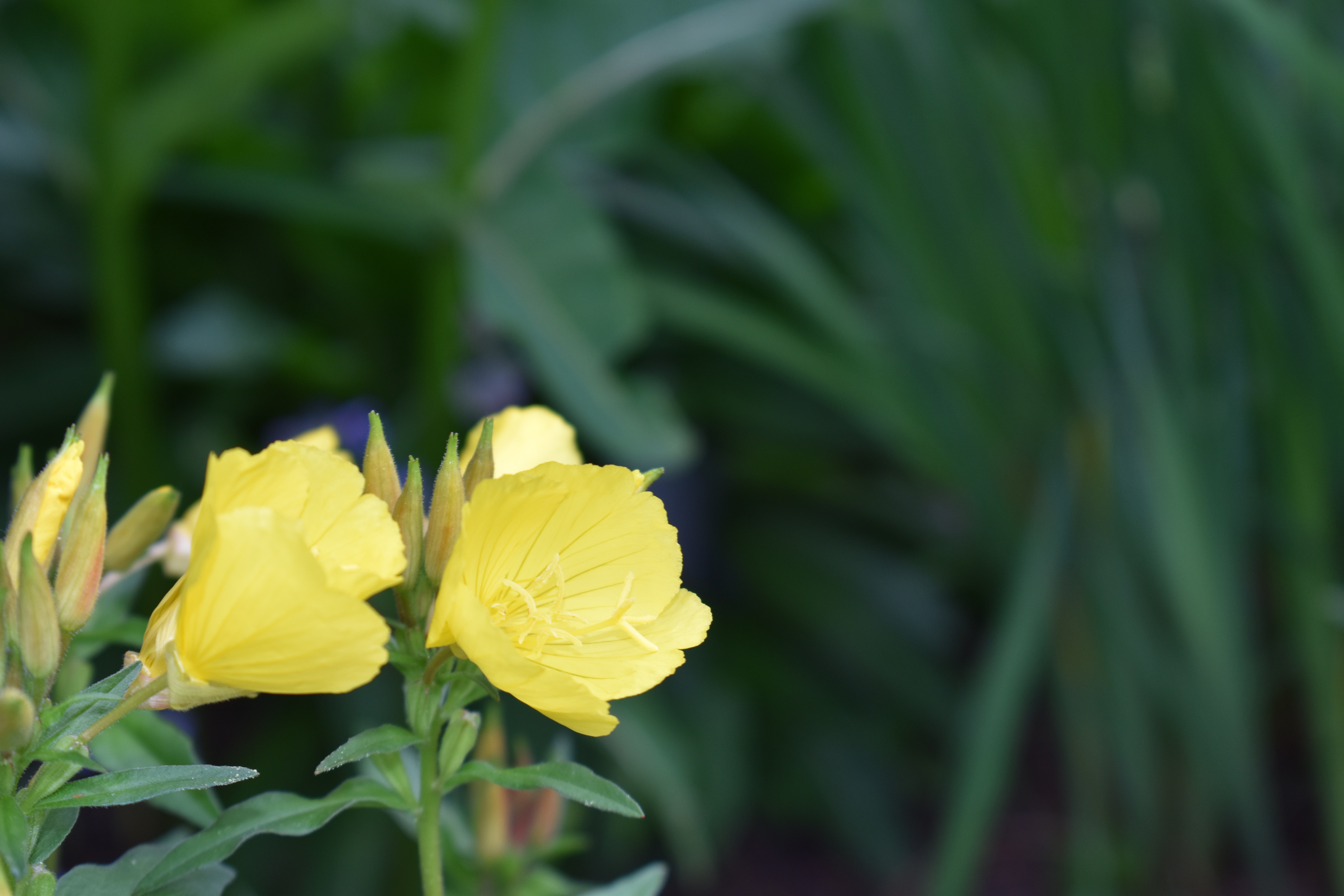 l'Onagre : bienfaits et informations sur cette plante - Aroma-Zone