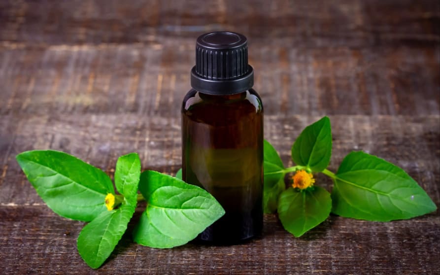 Spilanthes : origines, bienfaits et conseils d'utilisation - Aroma-Zone